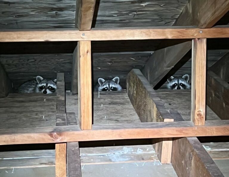 5 Tips On How To Get Rid Of Raccoons In Your Attic - Master Attic