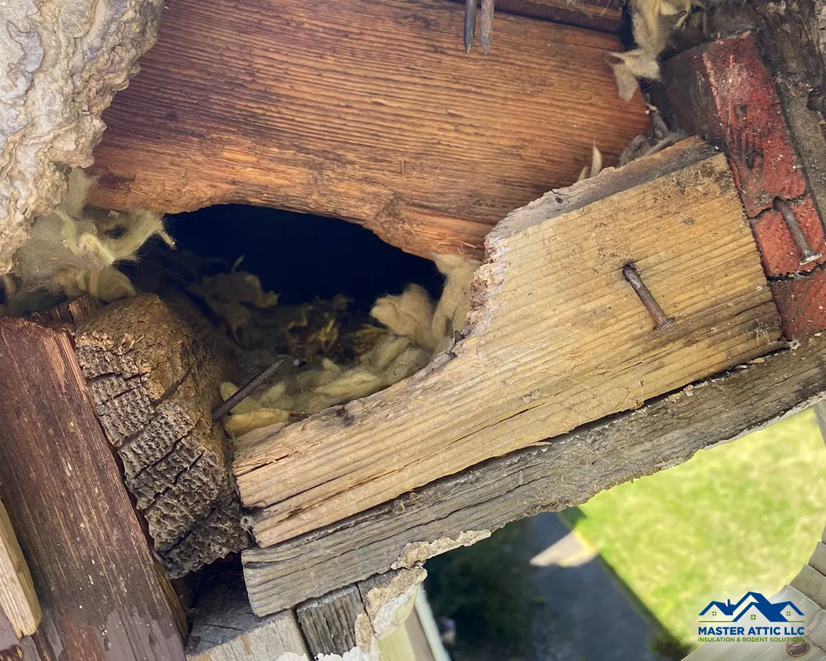 Attic Raccoon Removal in Ridgewood, New Jersey - Master Attic