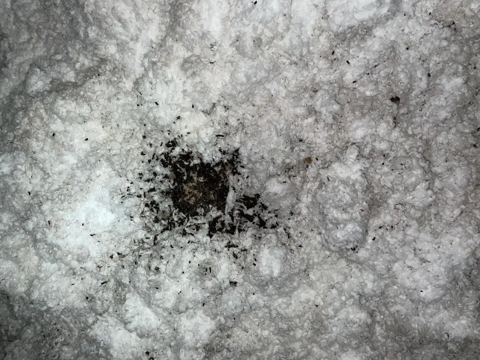 Full before and after rodent infestation - Master Attic