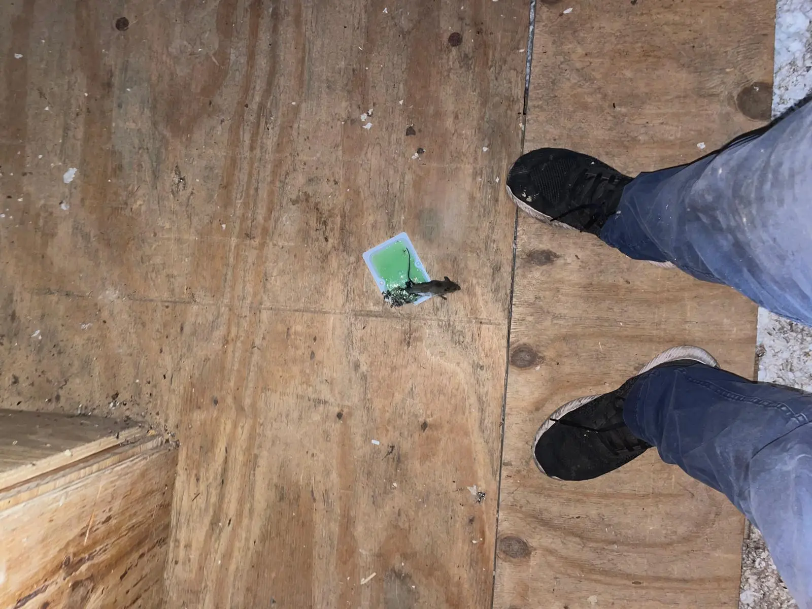 Full before and after rodent infestation - Master Attic