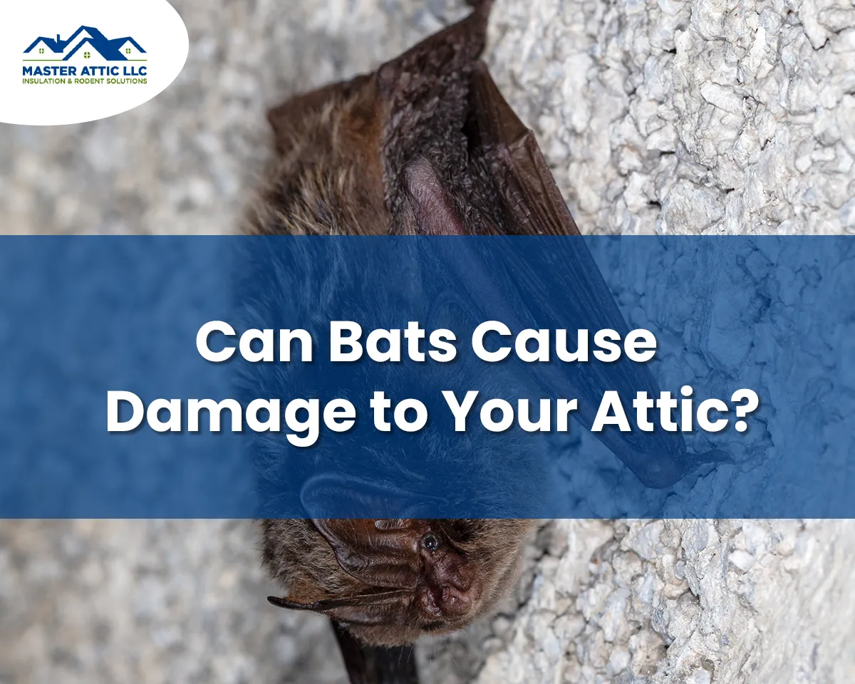 Can Bats Cause Damage To Your Attic?