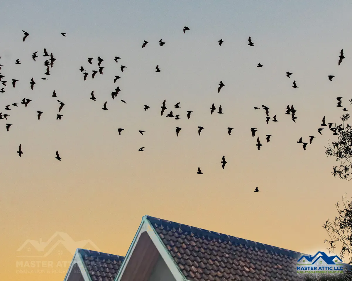 What Are the Signs of a Bat Problem in Your Attic?