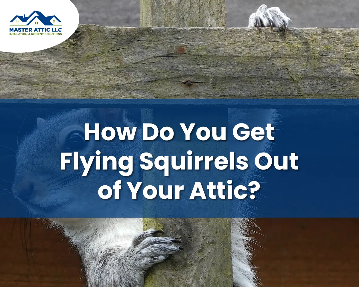 How Do You Get Flying Squirrels Out of Your Attic?