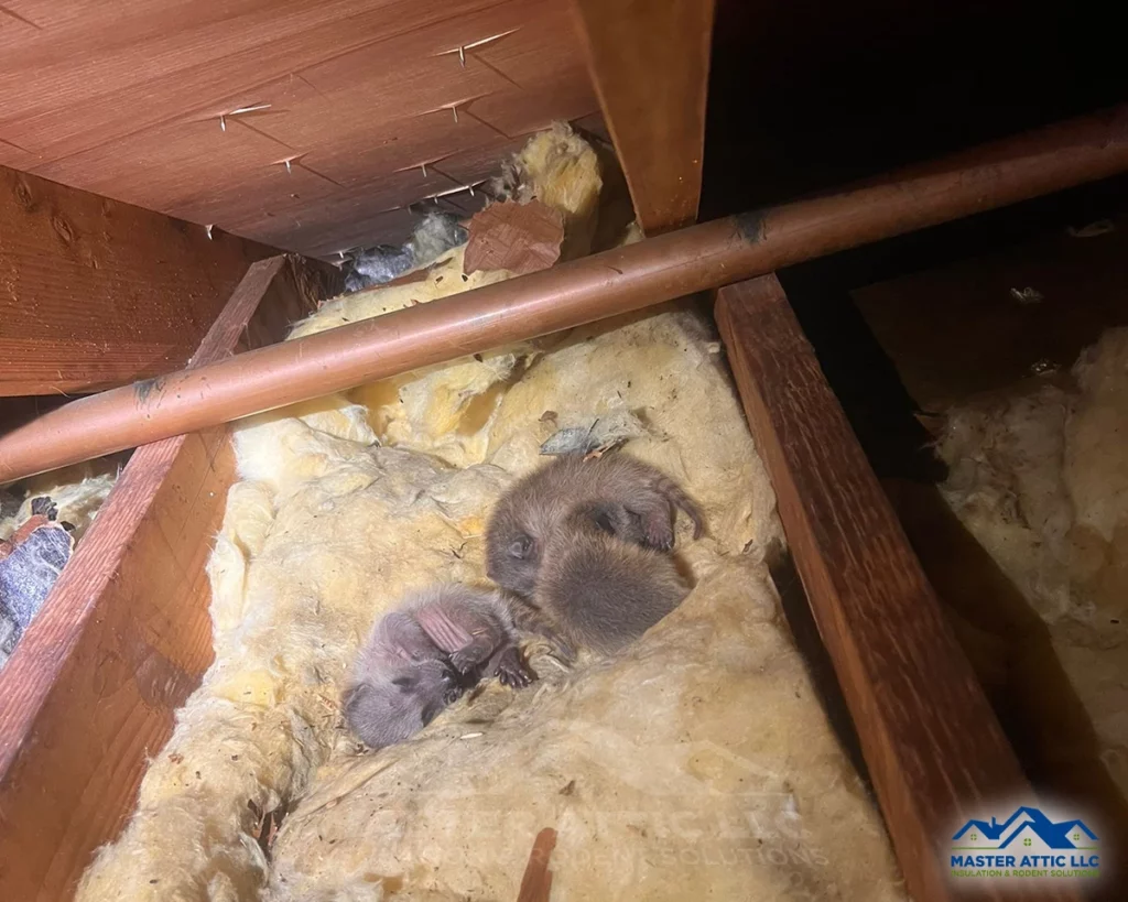 How Can You Tell What Animal Is in Your Attic?