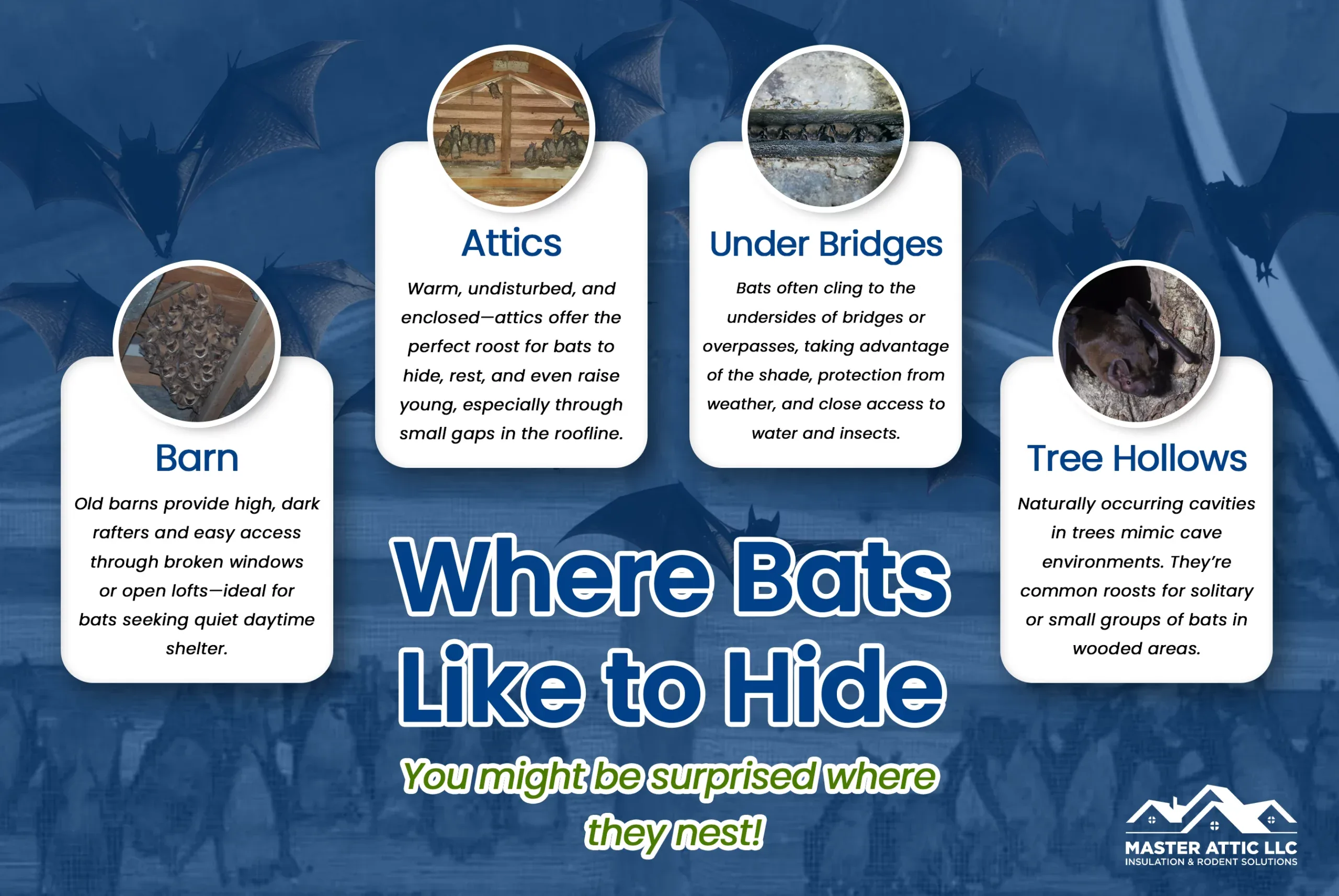 Do Bats Come Back to the Same Place Every Night?